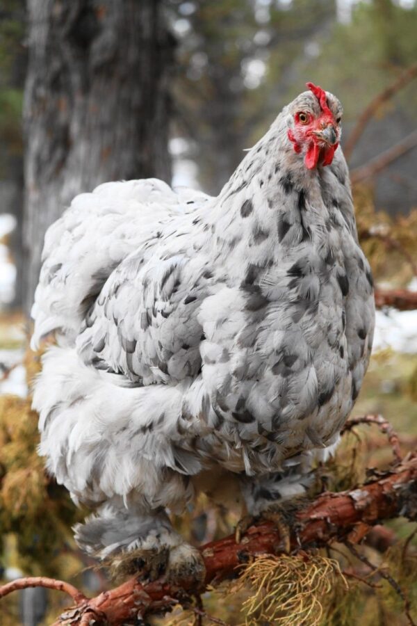 Buy Splash Cochin Bantam Chicken | Ornamental Bantam Cochins for Sale ...